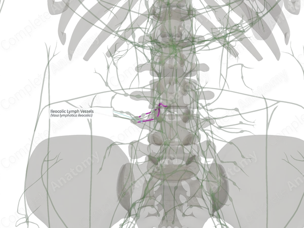 Ileocolic Lymph Vessels | Complete Anatomy