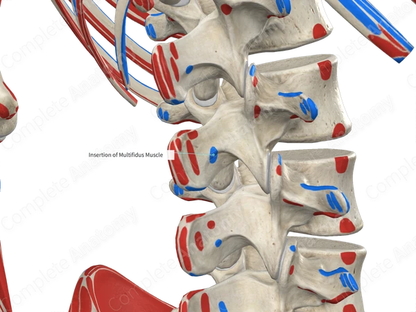 Insertion of Multifidus Muscle | Complete Anatomy