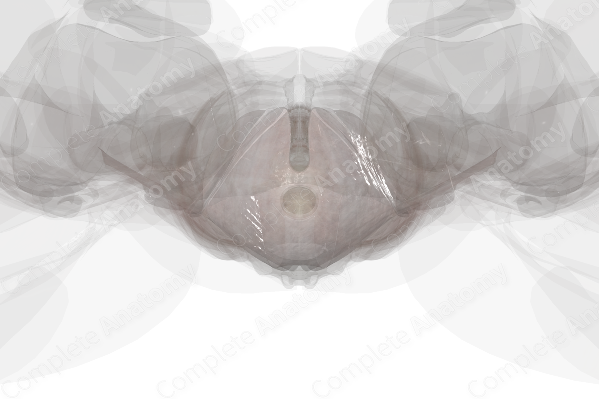 Parietal Pelvic Fascia Complete Anatomy