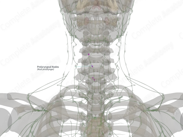 Prelaryngeal Nodes (Left) | Complete Anatomy