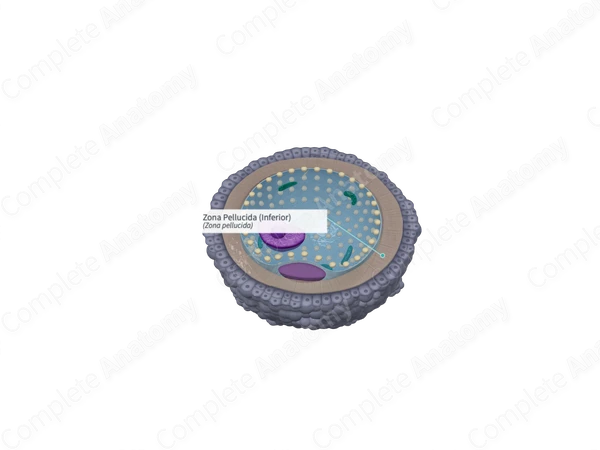 Zona Pellucida (Inferior) | Complete Anatomy