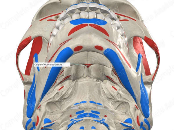 Origin of Musculus Uvulae | Complete Anatomy