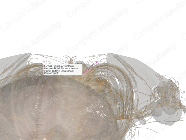 Lateral Branch of Posterior Ramus of Fifth Thoracic Nerve (Left ...