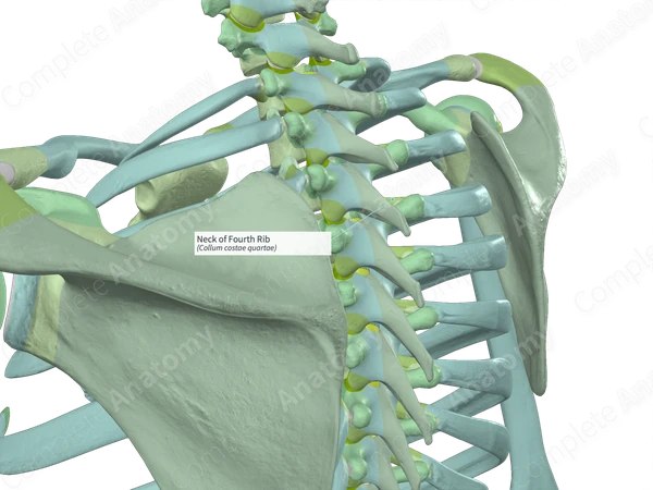Neck of Fourth Rib | Complete Anatomy