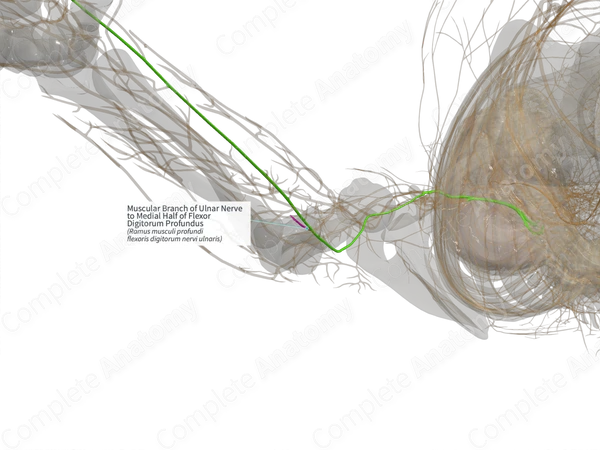 Muscular Branch of Ulnar Nerve to Medial Half of Flexor Digitorum ...