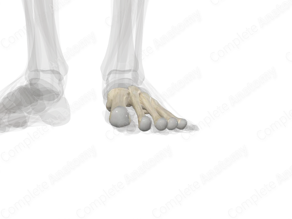 Metatarsal Bones (Left) | Complete Anatomy
