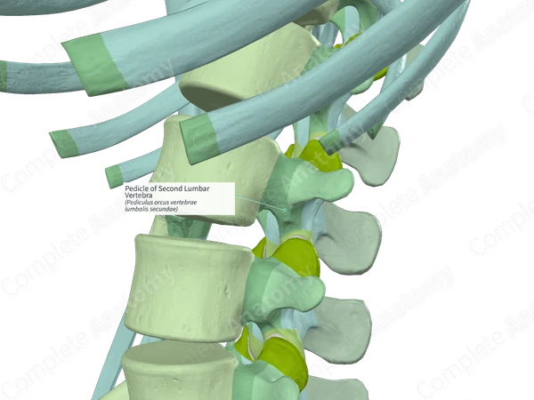 Pedicle of Second Lumbar Vertebra (Right) | Complete Anatomy