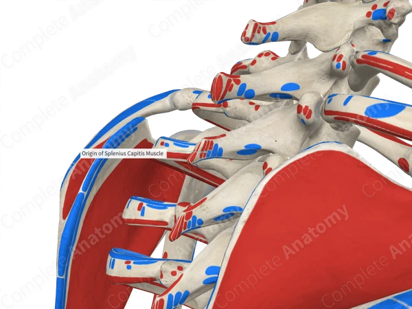 Origin of Splenius Capitis Muscle | Complete Anatomy