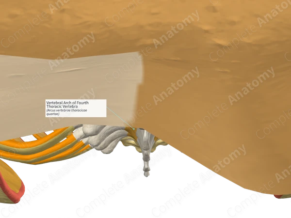 Vertebral Arch of Fourth Thoracic Vertebra | Complete Anatomy