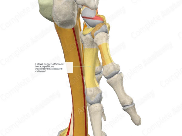 Lateral Surface of Second Metacarpal Bone | Complete Anatomy