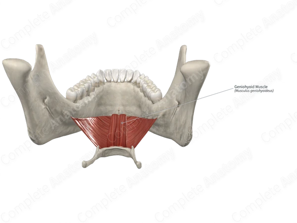Geniohyoid Muscle Cadaver