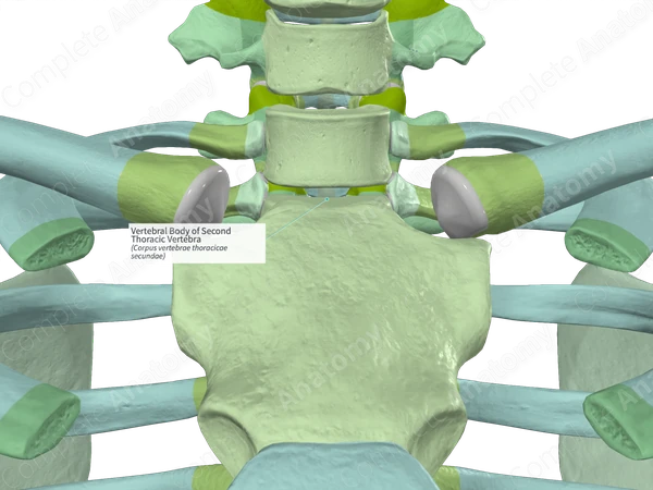 Vertebral Body of Second Thoracic Vertebra | Complete Anatomy