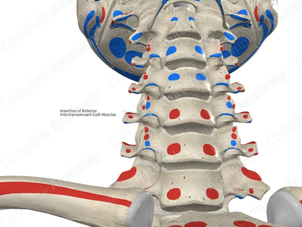 Insertion of Anterior Intertransversarii Colli Muscles | Complete Anatomy