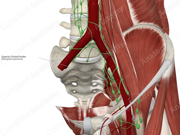 Superior Gluteal Nodes | Complete Anatomy