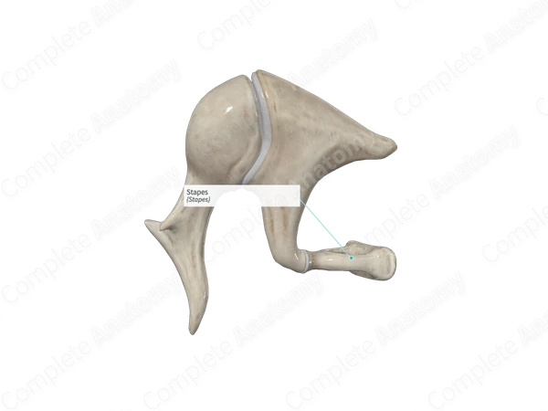 Stapes | Complete Anatomy