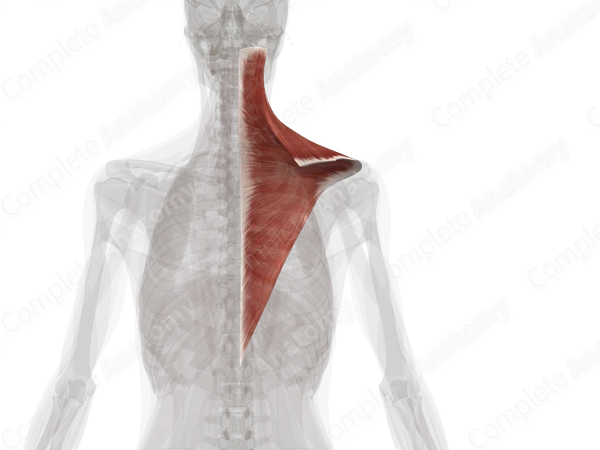 Trapezius Muscle (Left) | Complete Anatomy