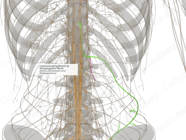 Communicating Branch to Iliohypogastric Nerve (Left) | Complete Anatomy