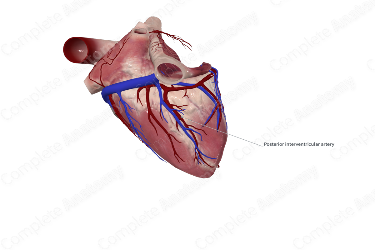 Inferior Interventricular Artery | Complete Anatomy