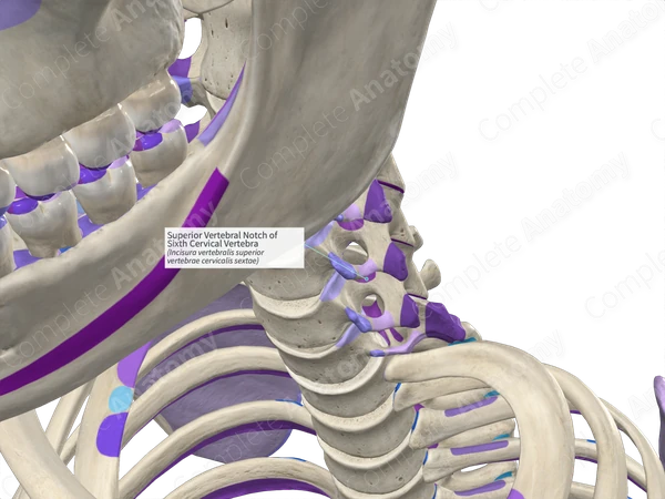 Superior Vertebral Notch of Sixth Cervical Vertebra (Right) | Complete ...