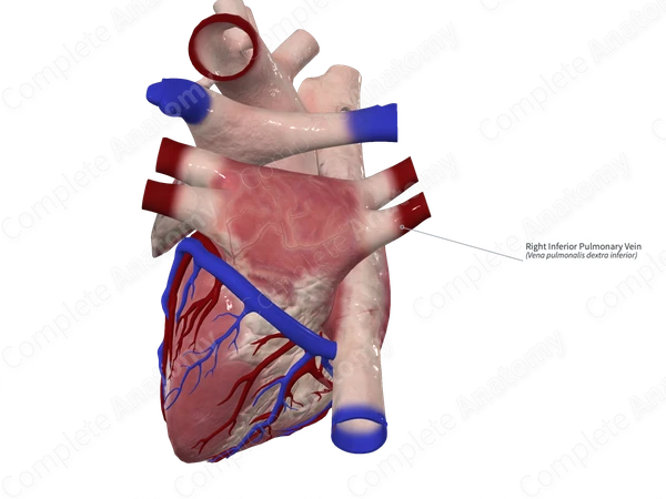 Right Inferior Pulmonary Vein | Complete Anatomy