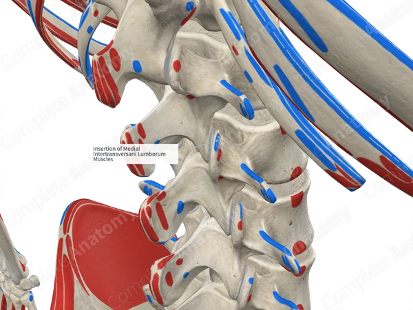Insertion of Medial Intertransversarii Lumborum Muscles | Complete Anatomy