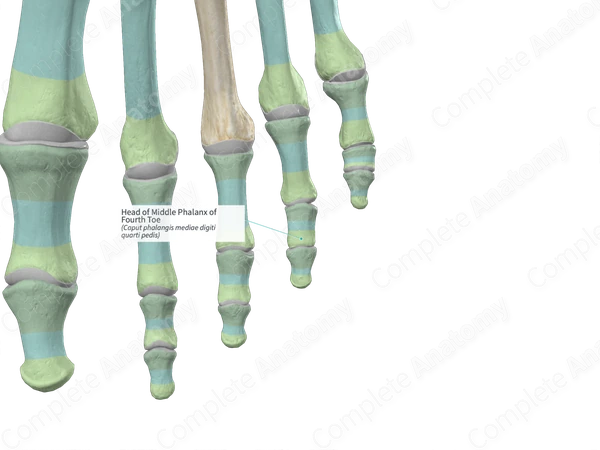 Head of Middle Phalanx of Fourth Toe | Complete Anatomy