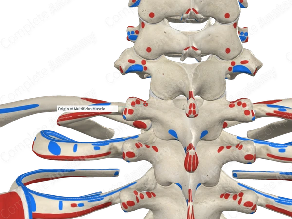 Origin of Multifidus Muscle | Complete Anatomy