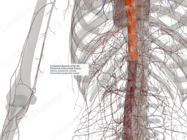 Collateral Branch of Ninth Posterior Intercostal Artery (Left ...