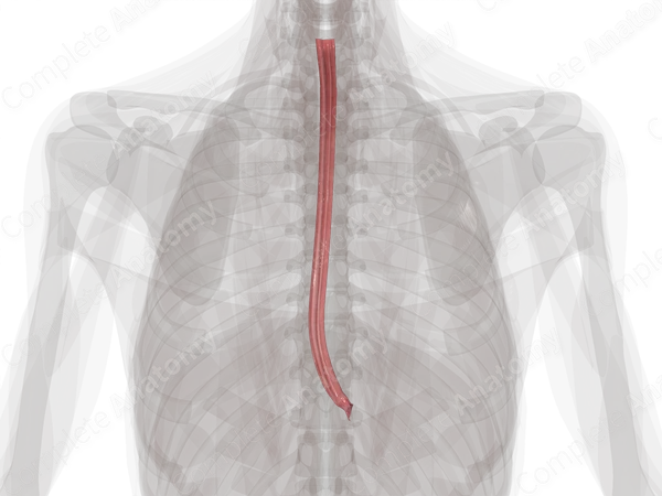 Mucosa of Esophagus | Complete Anatomy