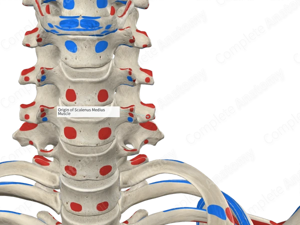 Origin of Scalenus Medius Muscle | Complete Anatomy