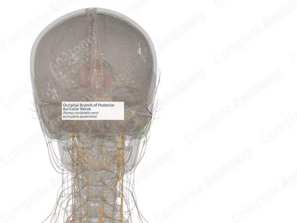 Occipital Branch of Posterior Auricular Nerve (Left) | Complete Anatomy