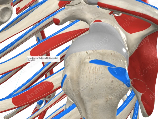 Insertion of External Intercostal Muscles | Complete Anatomy