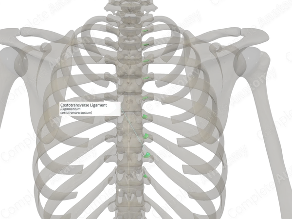 Costotransverse Ligament (Right) | Complete Anatomy
