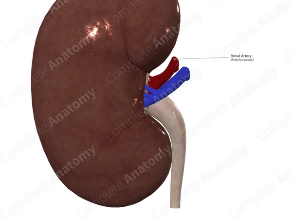 Renal Artery | Complete Anatomy