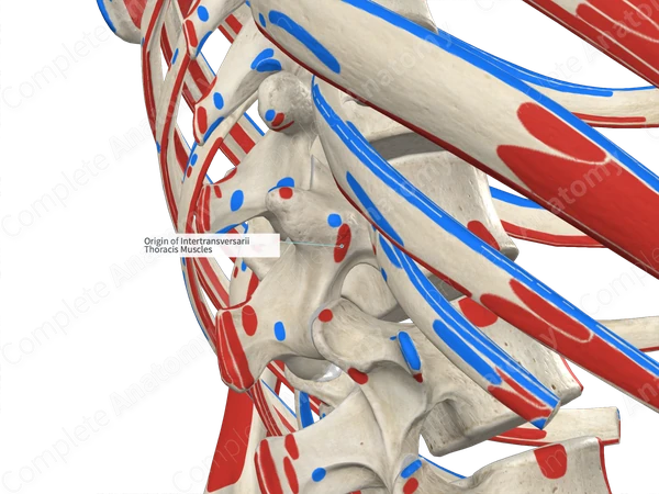 Origin of Intertransversarii Thoracis Muscles | Complete Anatomy