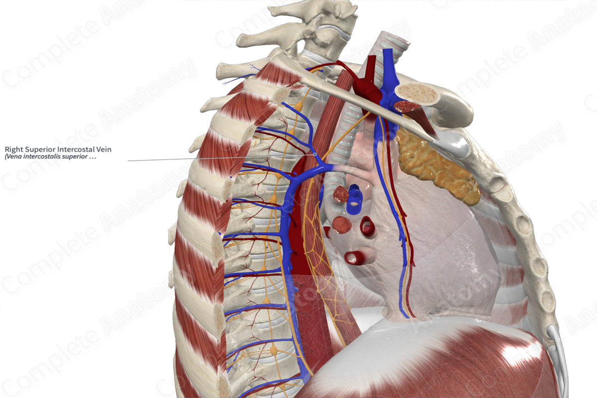 Right Superior Intercostal Vein | Complete Anatomy