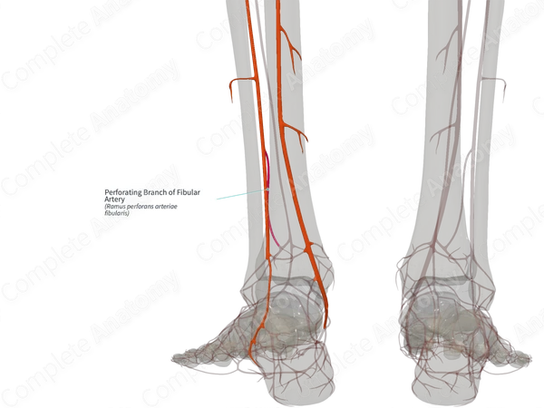Perforating Branch of Fibular Artery (Left) | Complete Anatomy