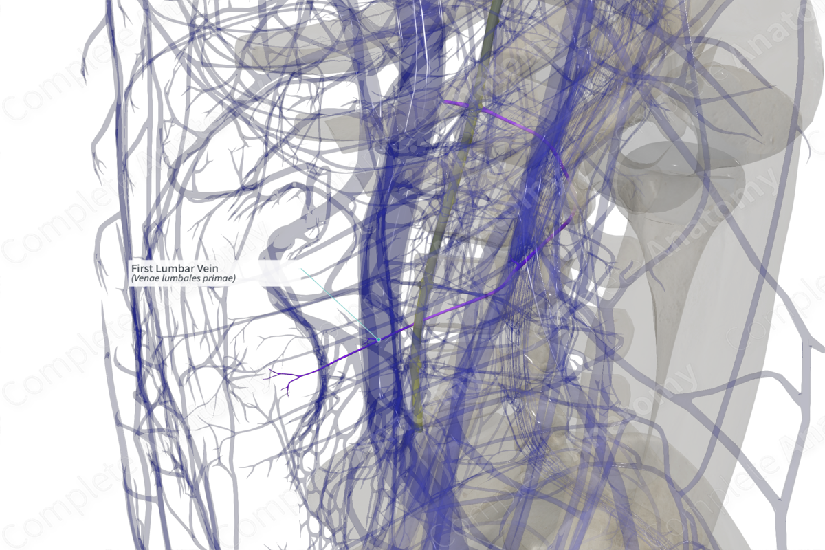First Lumbar Vein Right Complete Anatomy