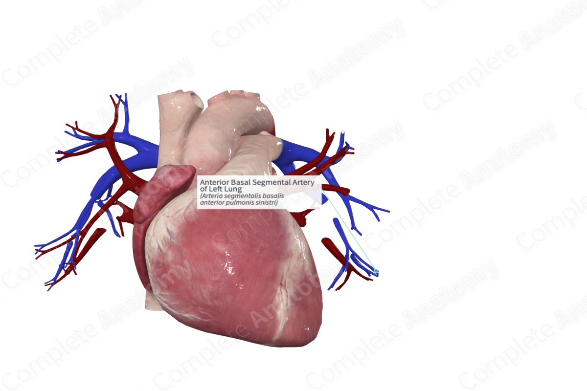 Anterior Basal Segmental Artery Of Left Lung Complete Anatomy