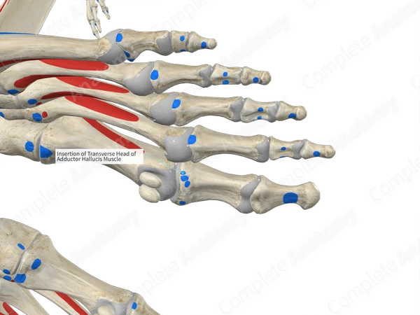 Insertion of Transverse Head of Adductor Hallucis Muscle | Complete Anatomy