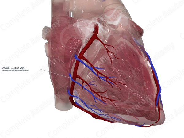 Anterior Cardiac Veins | Complete Anatomy