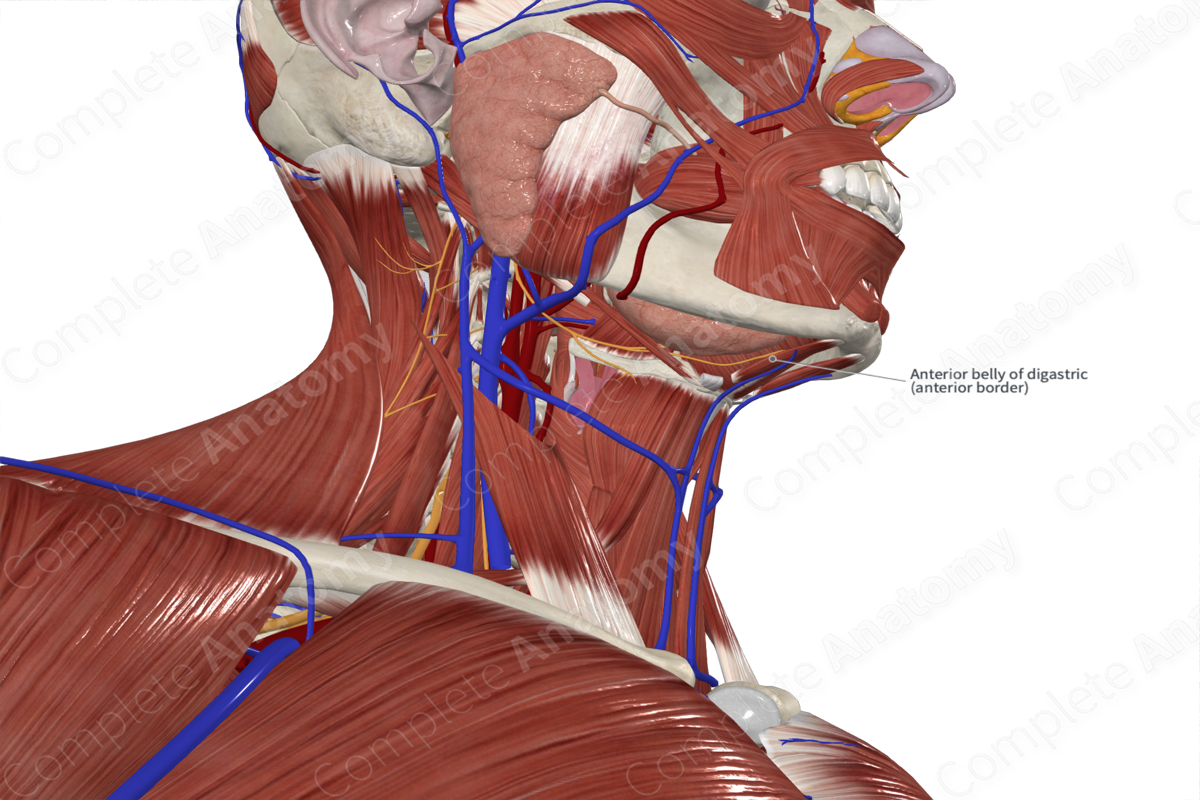 Anterior Belly Of Digastric Muscle Complete Anatomy