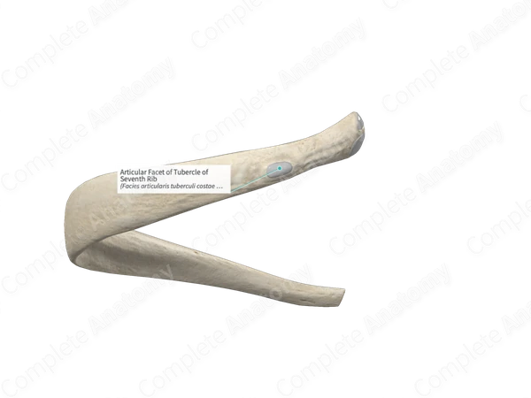 Articular Facet of Tubercle of Seventh Rib | Complete Anatomy