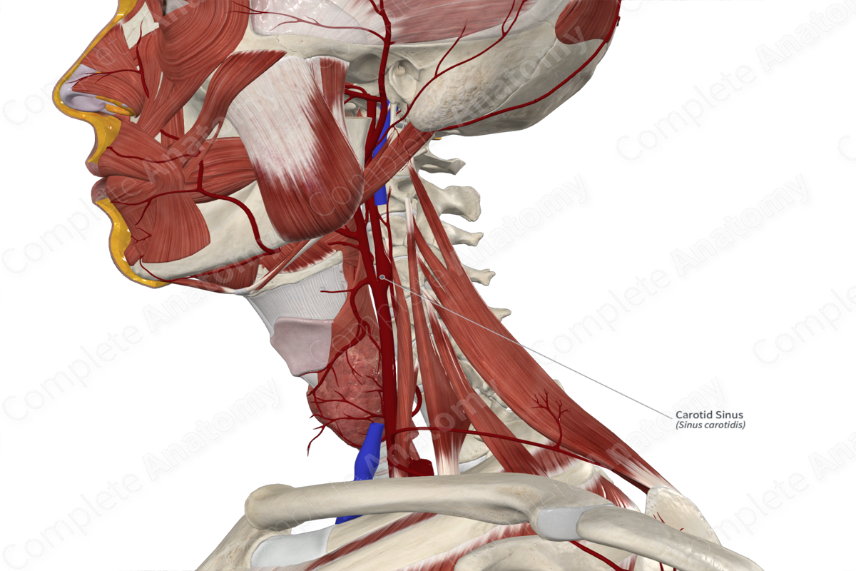 Carotid Sinus Complete Anatomy