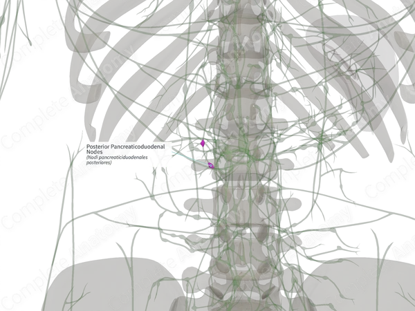 Posterior Pancreaticoduodenal Nodes | Complete Anatomy