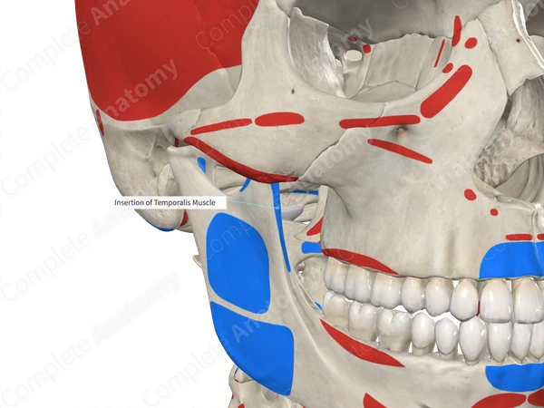 Insertion of Temporalis Muscle | Complete Anatomy