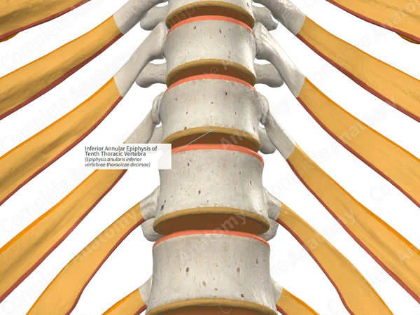 Inferior Annular Epiphysis of Tenth Thoracic Vertebra | Complete Anatomy