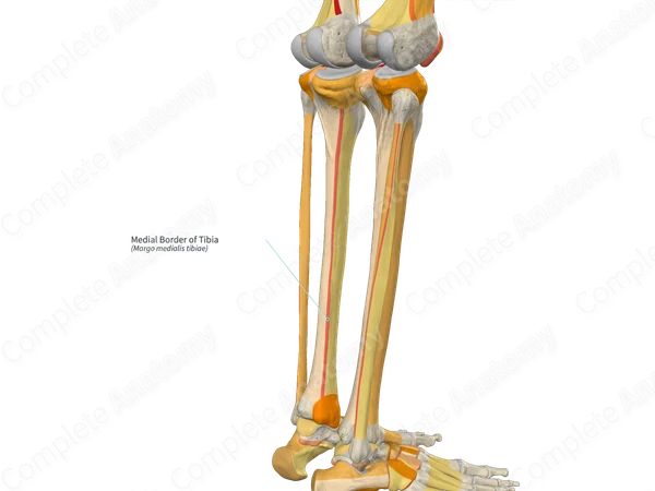 Medial Border of Tibia | Complete Anatomy