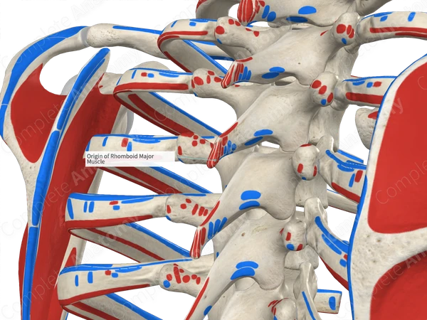 Origin of Rhomboid Major Muscle | Complete Anatomy