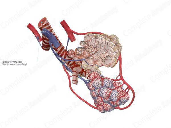 Respiratory Mucosa | Complete Anatomy